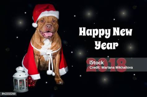 빨간 개 산타 클로스의 의상에서 핏 불 엽서는 비와 함께 행복 한 새 해 2018 12월에 대한 스톡 사진 및 기타 이미지 12월 12월 31일 2018년 Istock