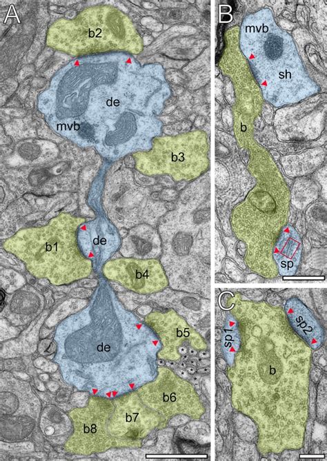 Figures And Data In Ultrastructural Heterogeneity Of Layer 4 Excitatory Synaptic Boutons In The