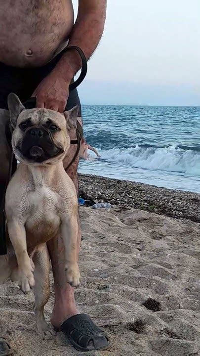 Маленький лягушонок Французский бульдог Тайсон Youtube