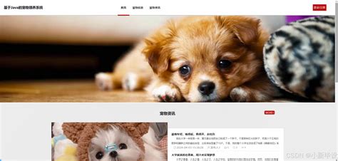 Springboot毕设基于java的宠物领养系统源码论文部署 Csdn博客