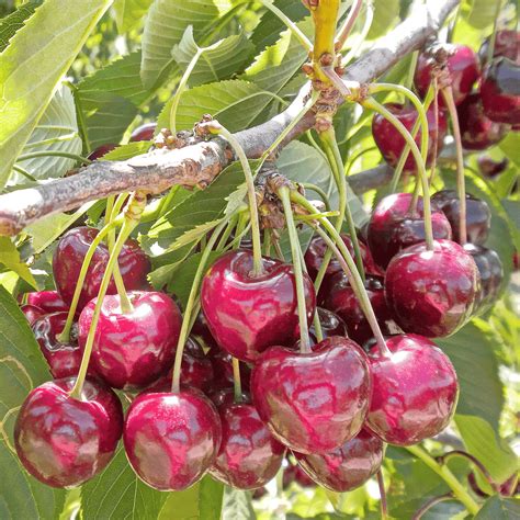 Bing Cherry Tree For Sale Enjoy Fresh And Juicy Cherries From Your