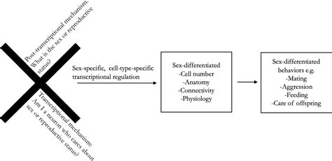 Let S Talk About Sex Mechanisms Of Neural Sexual Differentiation In Bilateria Roggenbuck