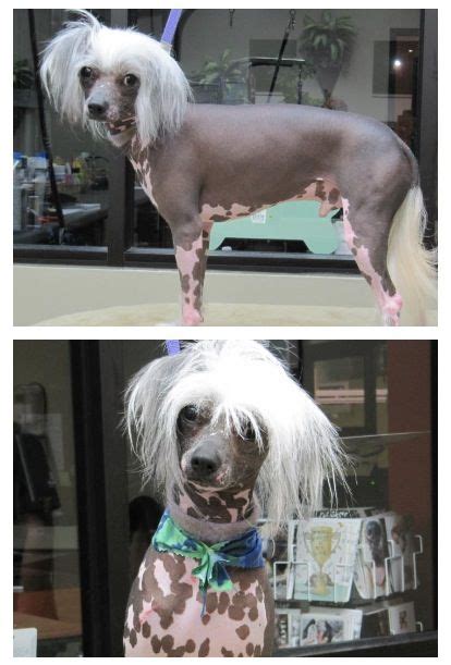 Chinese Crested Hairless And Powderpuff Varieties