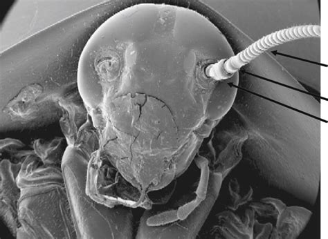 Scanning Electron Microscope Image Showing The Head Of A P Americana