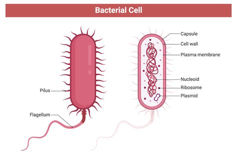 Structural Overview Of A Bacterial Cell Biorender Science Templates