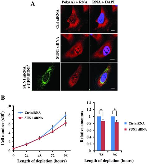 A Sun1 Depletion Results In Nuclear Accumulation Of Polyarna Rna
