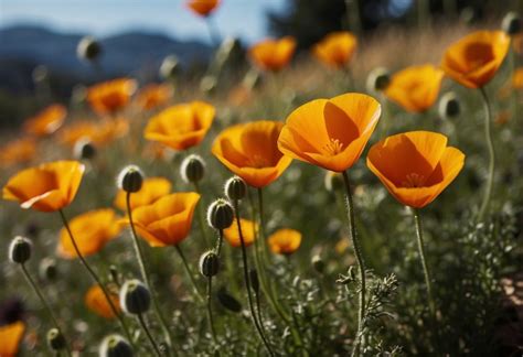 How To Grow California Poppy From Seed At Erminia Heavner Blog