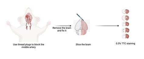 Mcao Model Biorender Science Templates
