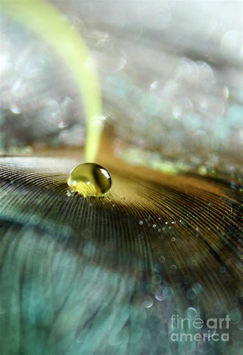 Peacock Fortune 1 Photograph By Krissy Katsimbras Pixels
