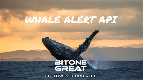 Whale Alert How To Get Real Time Cryptocurrency Whale Alert Using