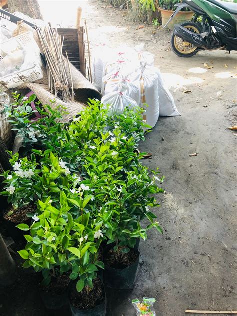 ပန်းပျိုးသူပျိုးဥယျာဉ် နှစ်သစ်အစ 😍 ထိုင်းစံပယ် ၂၀ စပ်မြေ ၁၀ အိတ် Sold