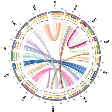 Segmental Duplications In The Rice Genome Segmentally Duplicated Rice