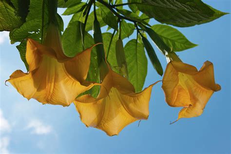Wild Flowers Java Indonesia Large Photograph By Keren Su