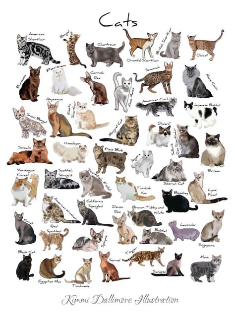 Races De Chats Avec Photos Et Noms Gros Chats Les 10 Races Les Plus