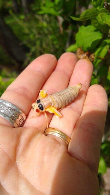 Premium Photo Midsection Of Person Holding Cicada Nymph