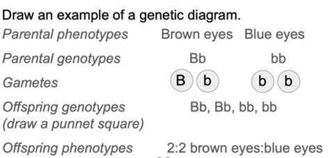 Biology Topic 7 Pmt Flashcards Quizlet