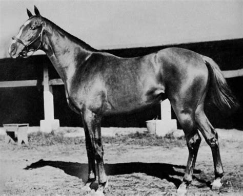 The Sport Horse Show And Breed Database Thoroughbred Horse Racing