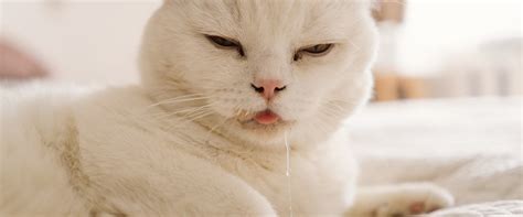 Why Is My Cat Drooling The Top 7 Reasons Revealed