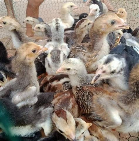 កសិកម្ម ចិញ្ចឹមទាកាប៉ាឃីងមាន់ស្រែ168