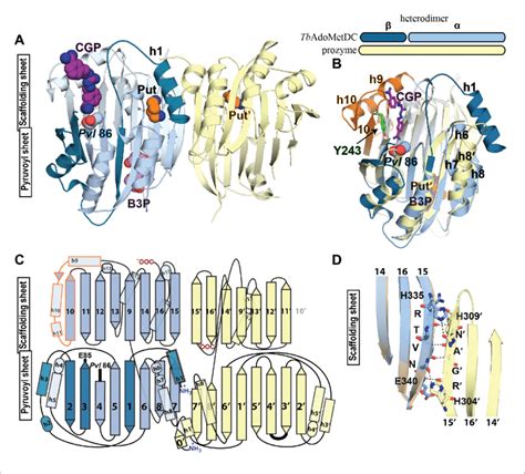 Structural Organization Of The Tbadometdcprozyme Heterodimer A Download Scientific Diagram