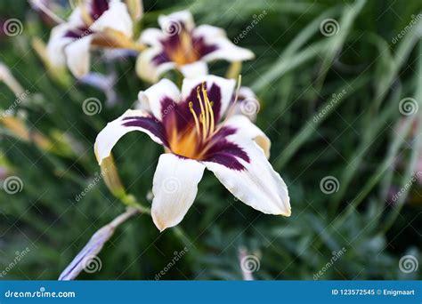 Flowering Angiosperms Plants Stock Image Image Of Body Attraction 123572545