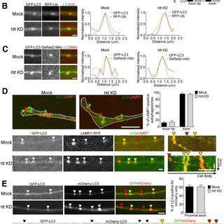 Pathogenic PolyQ Htt Causes Inefficient Mitochondrial Cargo Degradation Download Scientific