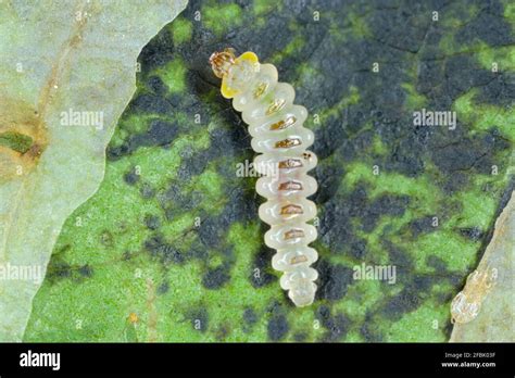 The Horse Chestnut Leaf Miner Cameraria Ohridella Is A Leaf Mining