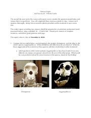 Primate Fossils Lab Activity Human Origins Lab Exercise Primate Fossils The Second Lab