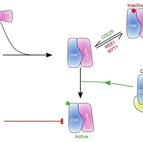 A Comprehensive Schematic Illustration Of Mammalian Cell Cycle