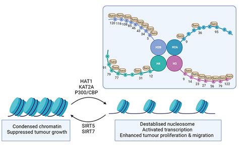 Post Translational Modulation Of Cell Signalling Through Protein Succinylation