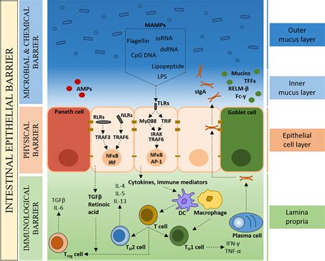 Frontiers Bacterial Signaling At The Intestinal Epithelial Interface In Inflammation And Cancer
