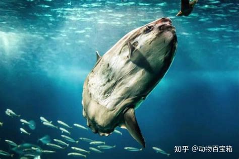 世界上最蠢的鱼，被咬后也不会逃跑，翻车鱼为何能存活至今？ 知乎