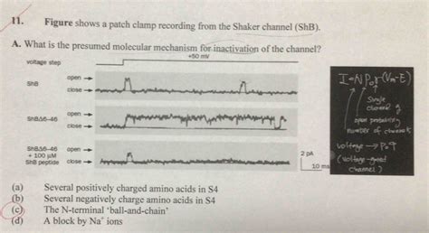 Solved Figure Shows A Patch Clamp Recording From The Shaker