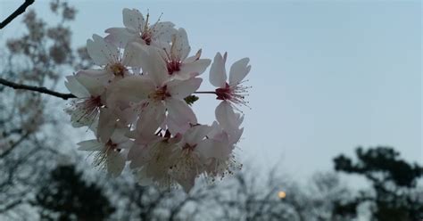 Cisco學習資訊分享 Cisco Ios Ios Xe弱點，需要立刻關閉telnet