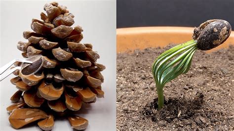Mesmerizing Timelapse Of A Pine Cone Seed Growing Into A Small Pine