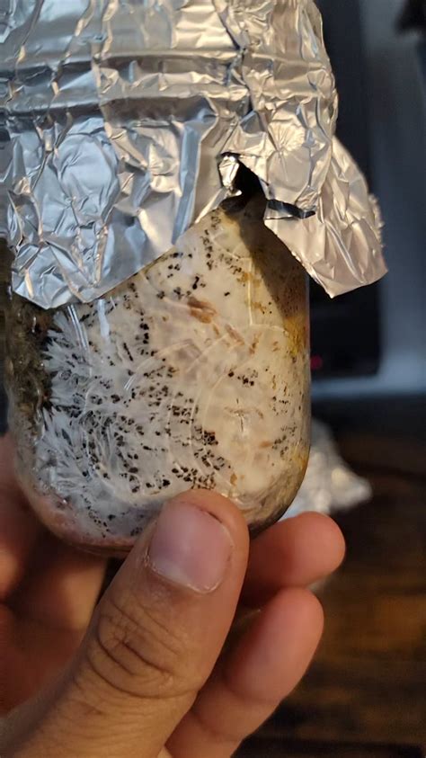 Mycelium Actively Fighting And Colonizing Contamination The Resilience Of Fungus Is Outstanding