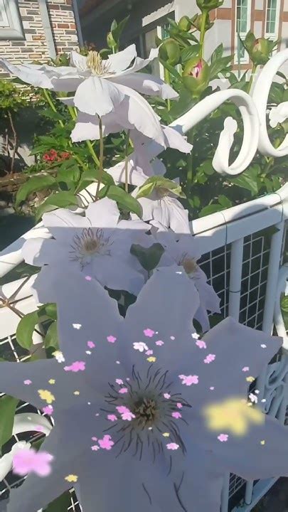 넘 이뿌네요 박서진 터졌네 현역가왕2 한일톱텐쇼 Youtube