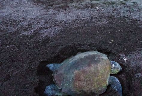 Olive Ridley Turtle Social Behavior