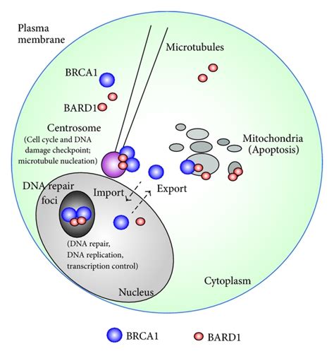 Brca1 Domain Structure And Subcellular Transport Pathways A Protein