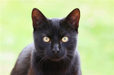 385 Black Cat Names Full Guide To Black Cat Names