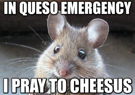 Praaaaise Cheesus Imgur