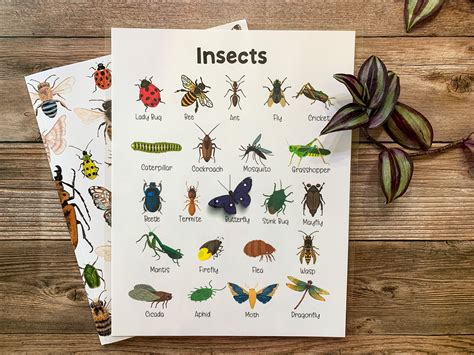 Insect Identification Guide Pdf At Jaime Cardenas Blog