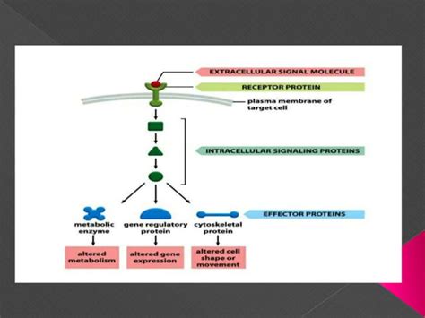 Cell Signalling Intracellular Extracellular Pathway Ppt