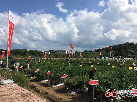 贵州·遵义国际辣椒博览会成旅游热点 贵州旅游在线