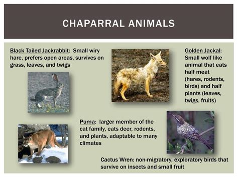 Ppt Visit The Chaparral Powerpoint Presentation Free Download Id2319818