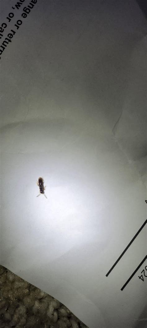 Found These Guys All Over My Carpet How Do I Deal With Them Rtermites