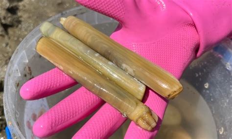 맛조개 철 조개캐기 체험 부안 여행 다이소 해루질 도구 물때표 꿀팁 네이버 블로그