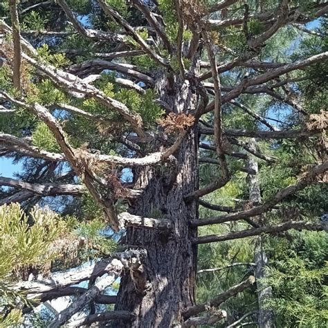 The Bark Of A Tree Stock Image Image Of Bark Symbol 295986505