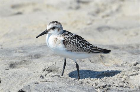 Sanderling Virginia Sand Sanderling Calidris Alba Pallas Flickr