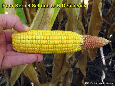 Estimating Corn Grain Yield Prior To Harvest